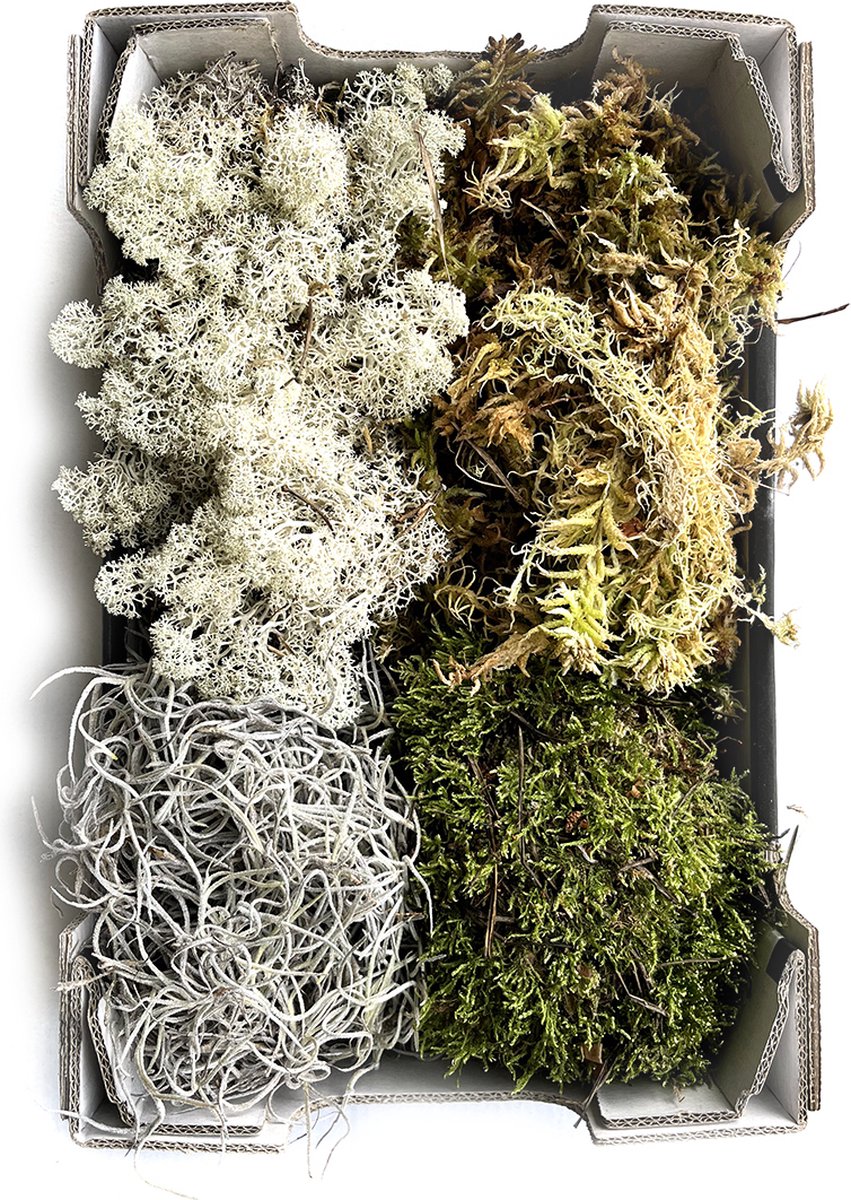 Mos – decoratiemos – mix van 4 soorten vers mos – 1 kartonnen kratje ...