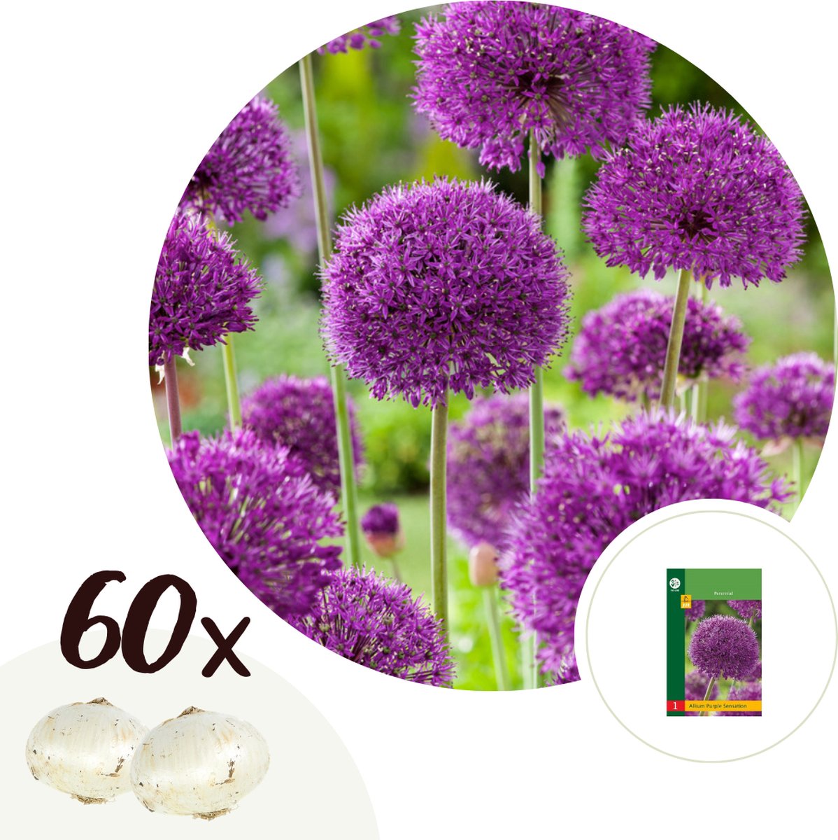 Plant in a Box - Allium Purple Sensation - 60x Alium bloembollen ...
