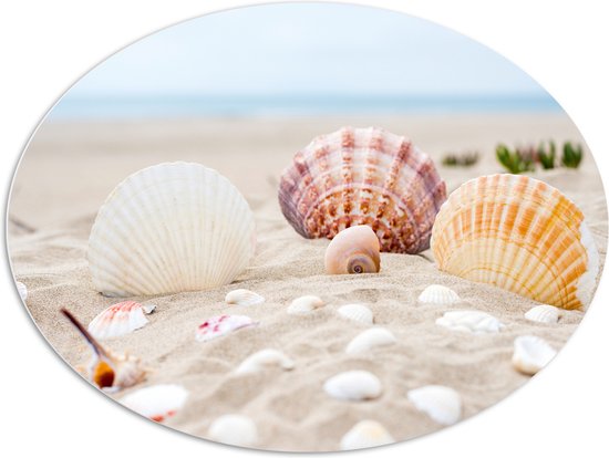 WallClassics - PVC Schuimplaat Ovaal - Schelpjes in het Zand op het ...