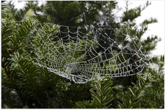 WallClassics - Poster (Mat) - Spinnenweb tussen Planten - 120x80 cm ...