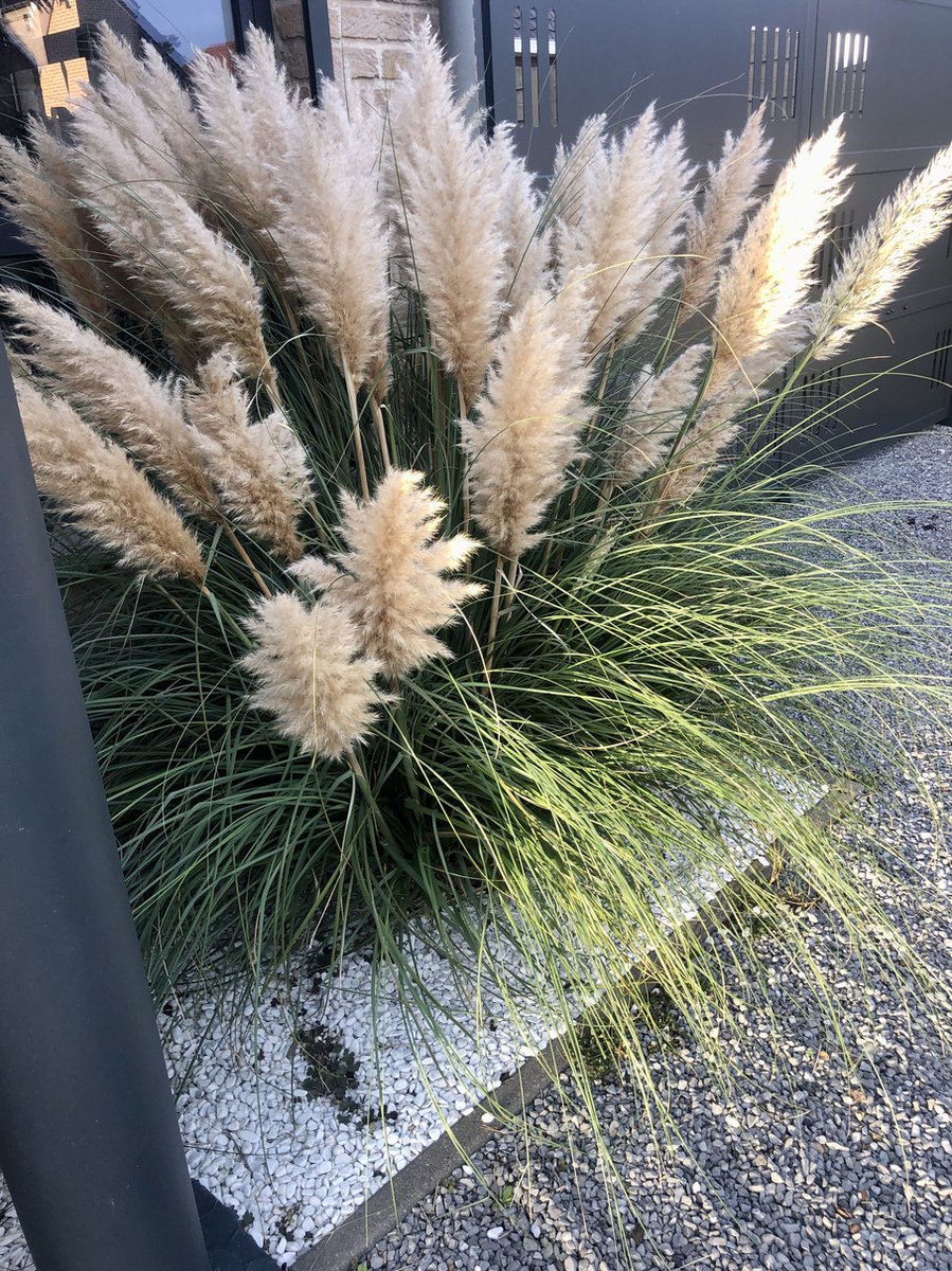 3 x Cortaderia selloana 'Mini Pampas' - Pampasgras in pot 9 x 9 cm ...