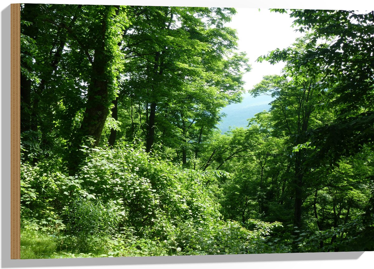 WallClassics - Hout - Groene Blaadjes aan de Takken in het Bos - 75x50 ...