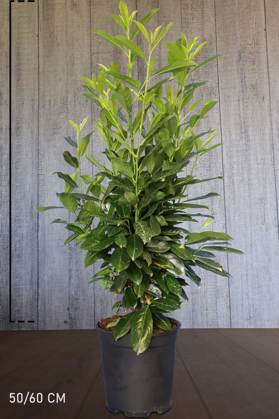Plants Online - Haagplanten - Laurier 'Elly' - Pot 50-60 cm - set van ...