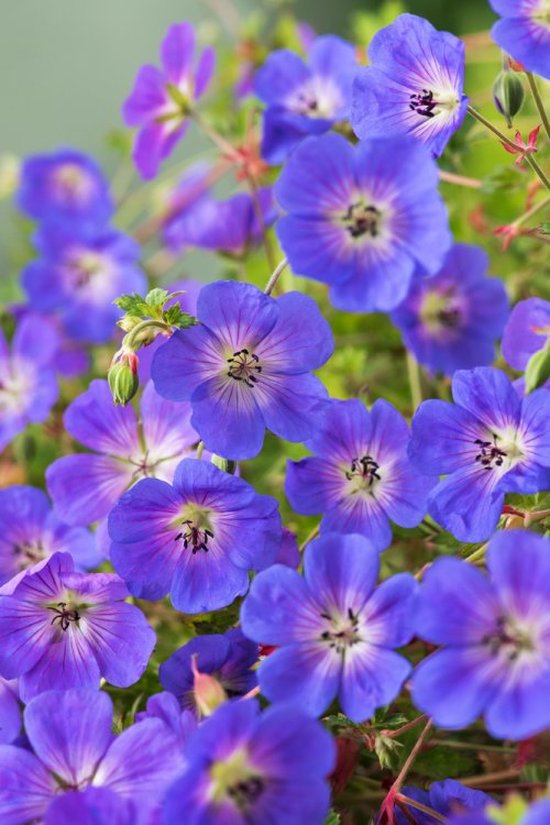Plants Online - Tuinplanten - Vaste planten - Set van 5 - Geranium ...