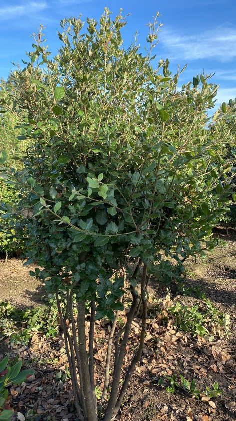 Steeneik 'Quercus ilex' Meerstammig 200-225cm | bol.com