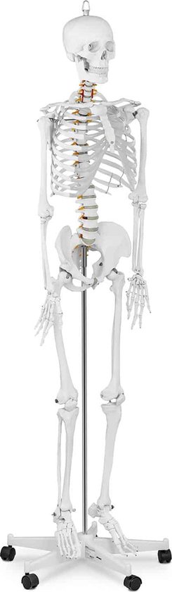 Physa Anatomisch model menselijk skelet PHY-SK-1 - levensgroot | bol.com