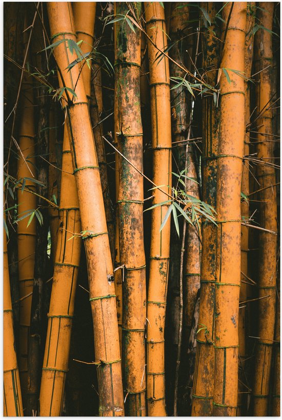 WallClassics - Poster (Mat) - Bamboestammen Staand - 100x150 cm Foto op ...