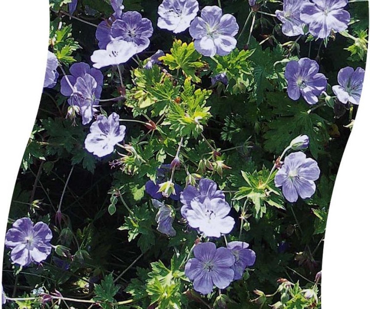 3 stuks | Geranium 'Azure Rush' P9 | bol.com