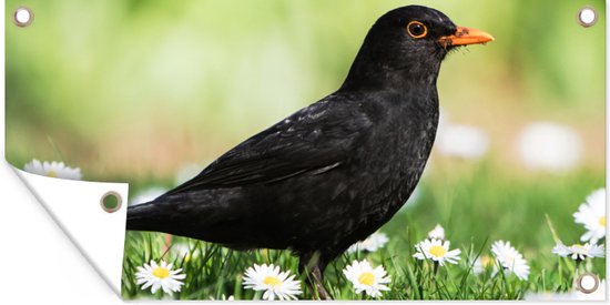 Poster de jardin Vogel - Merle - Fleurs - 60x30 cm - Toile de jardin ...