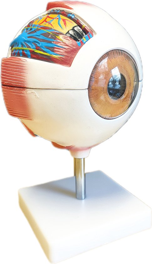 Anatomisch model van het Oog 6 x vergroot - anatomie oogmodel | bol