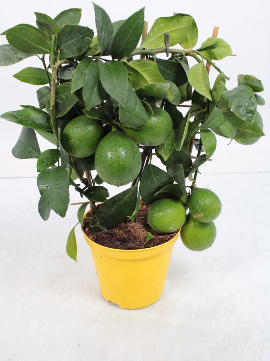Citrus Lemon - op rekje met vrucht - potmaat 14 cm - planthoogte 40 cm ...