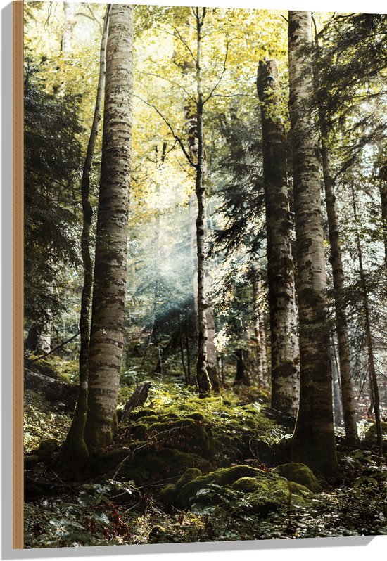 WallClassics - Hout - Groene Bomen met Zon - 60x90 cm - 12 mm dik ...