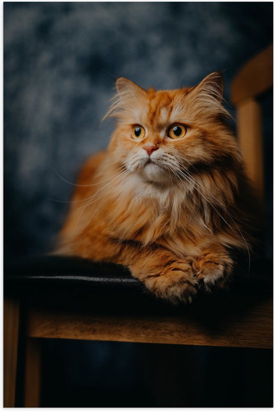 WallClassics - Poster Glanzend – Pers Kat Liggend op Stoel - 70x105 cm ...