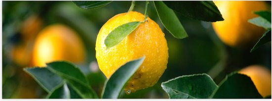 WallClassics - Poster Glanzend – Gele Vruchten aan Plant - 60x20 cm ...