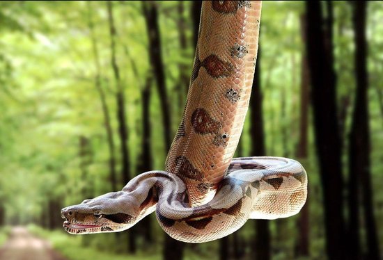 Diamond painting 40x50cm - python slang - ronde steentjes | bol.com