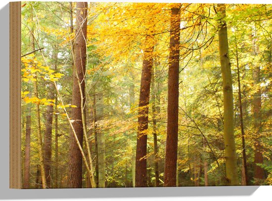 WallClassics - Hout - Fel Gekleurde Bomen in het Bos - 40x30 cm - 12 mm ...