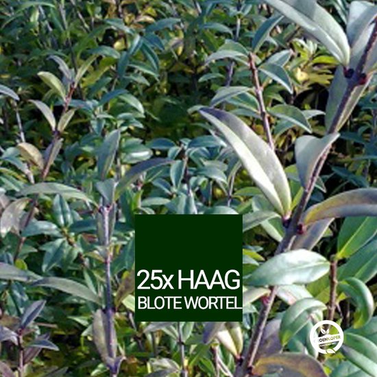 25 X Ligustrum V. Atrovirens 60-90Cm Blote Wortel - Wilde Liguster ...