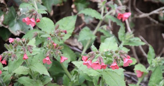 12x Longkruid (Pulmonaria rubra 'Redstart') - P9 pot (9x9) | bol