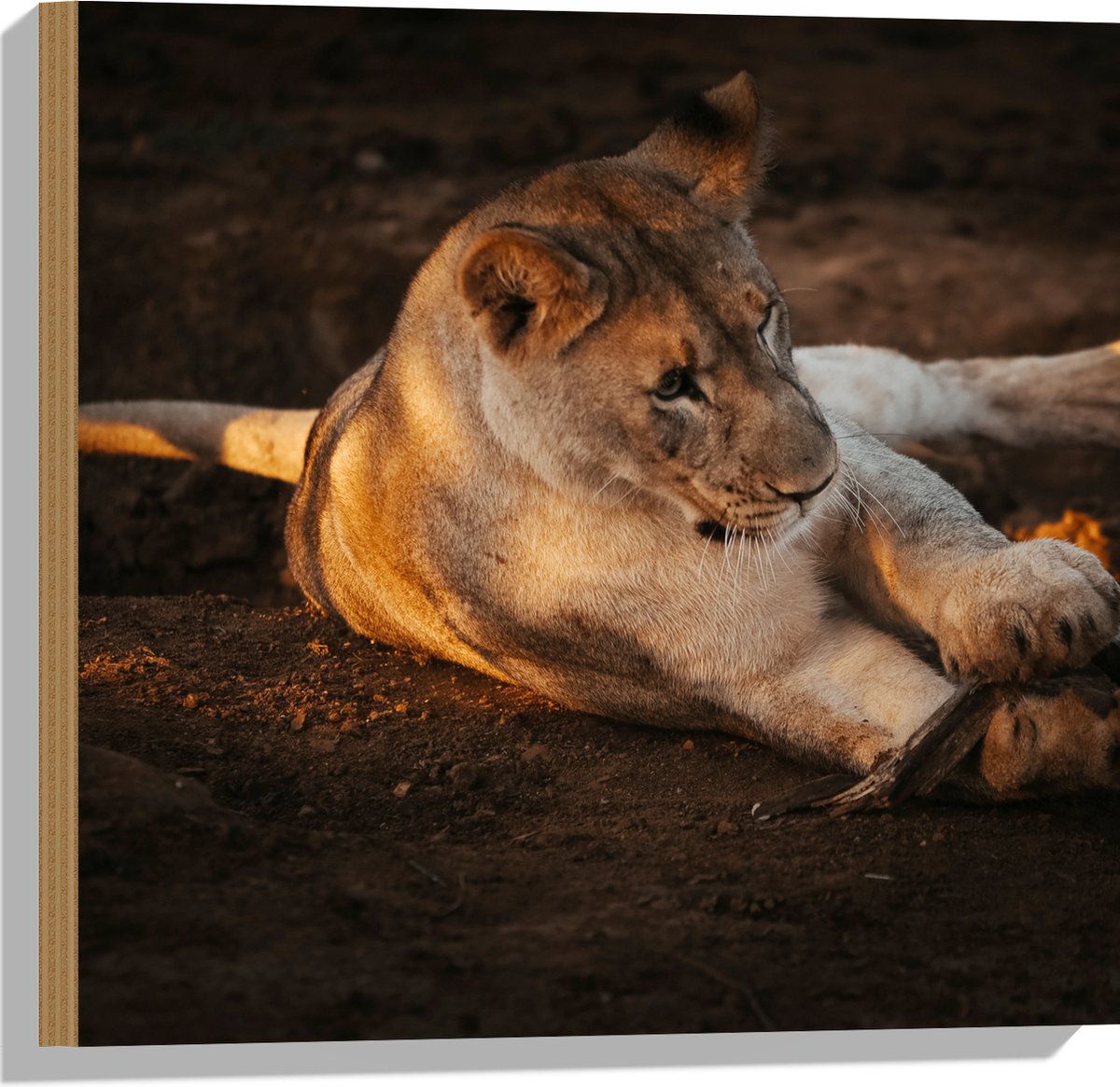 Hout - Afrikaanse Vrouwtjes Leeuw Spelend met Stok - 50x50 cm - 9 mm ...