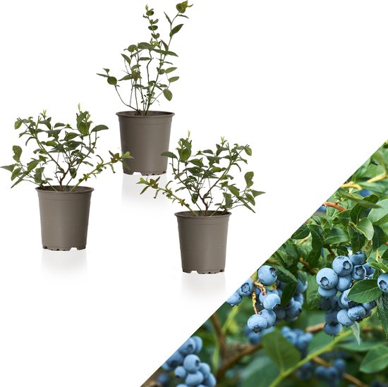 WL Plants - Set van 3 - Vaccinium Corymbosum 'Sunshine Blue' - Blauwe ...