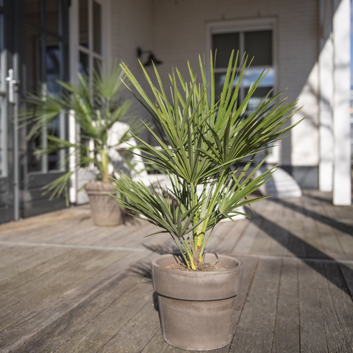 WL Plants - Chamaerops Humilis - Europese Dwergpalm - Winterhard ...