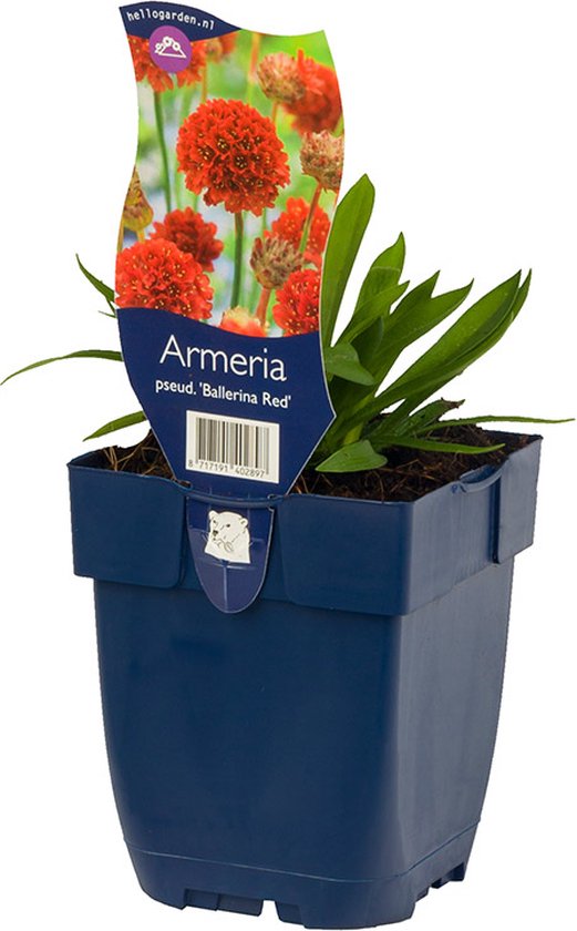 Engels Gras (Armeria) 'Ballerina Red' | 1 stuk | Rotsplant | plant voor ...