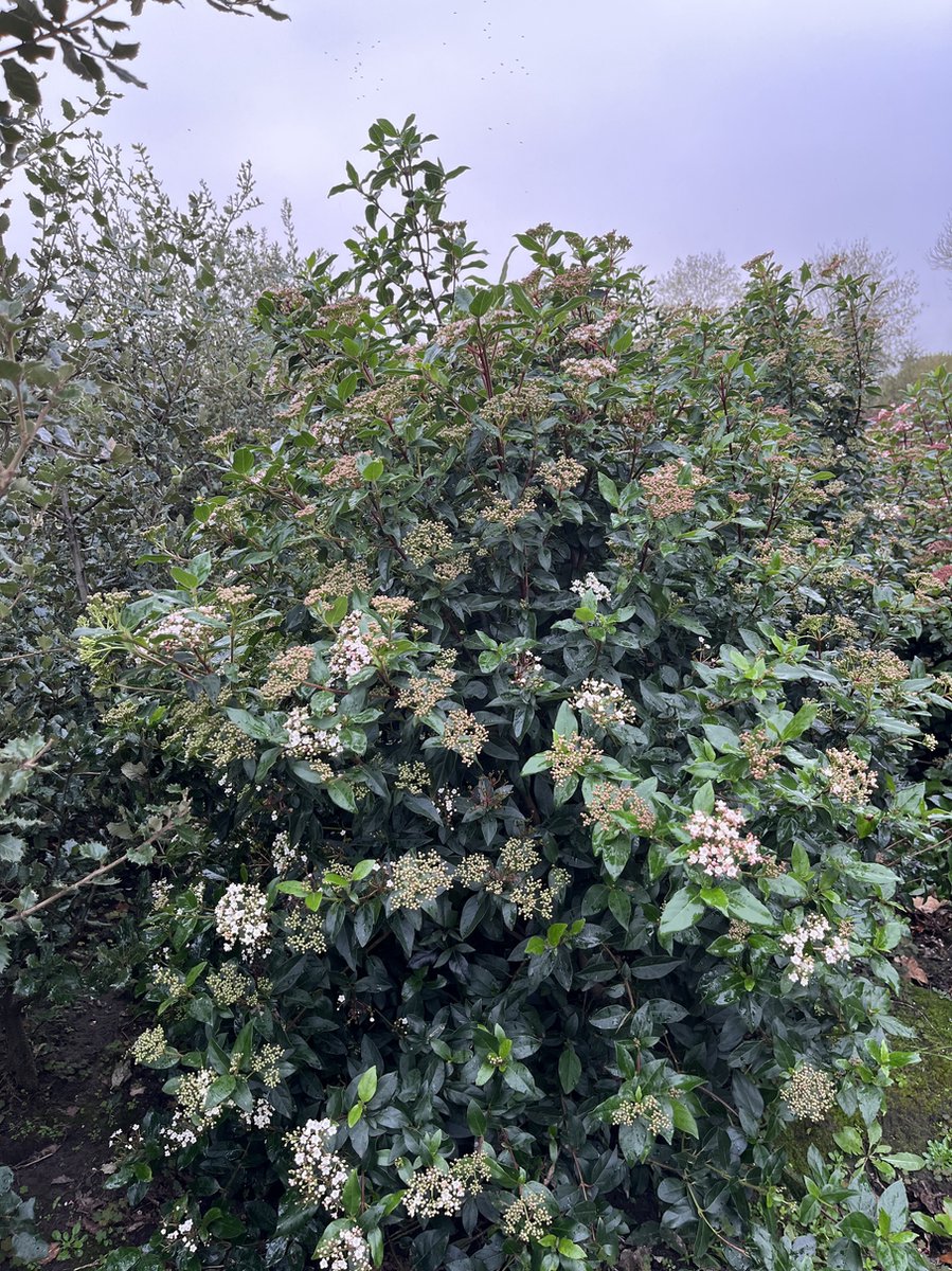 2x Viburnum Tinus Sneeuwbal struik 80-100cm | bol.com