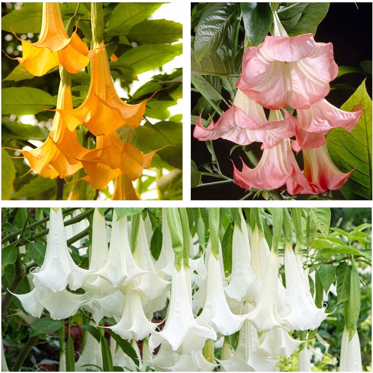 Brugmansia Mix Geel, Roze en Wit – 3 Planten - Engelentrompet ...