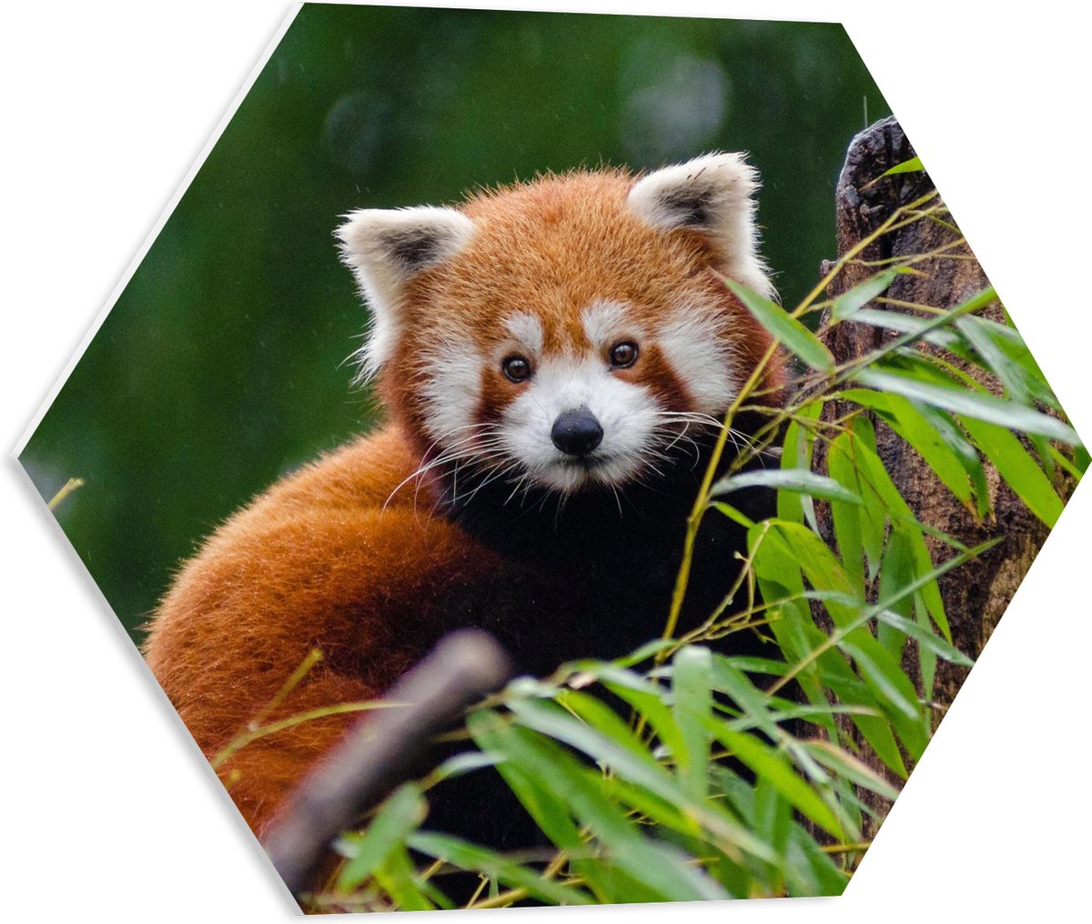PVC Schuimplaat Hexagon - Aandoenlijke Rode Panda op Boomstam met ...