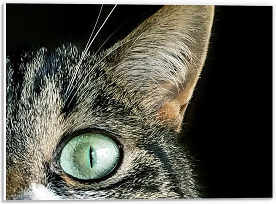 PVC Schuimplaat- Close-up van Kattenhoofd met Groene Ogen - 40x30 cm ...