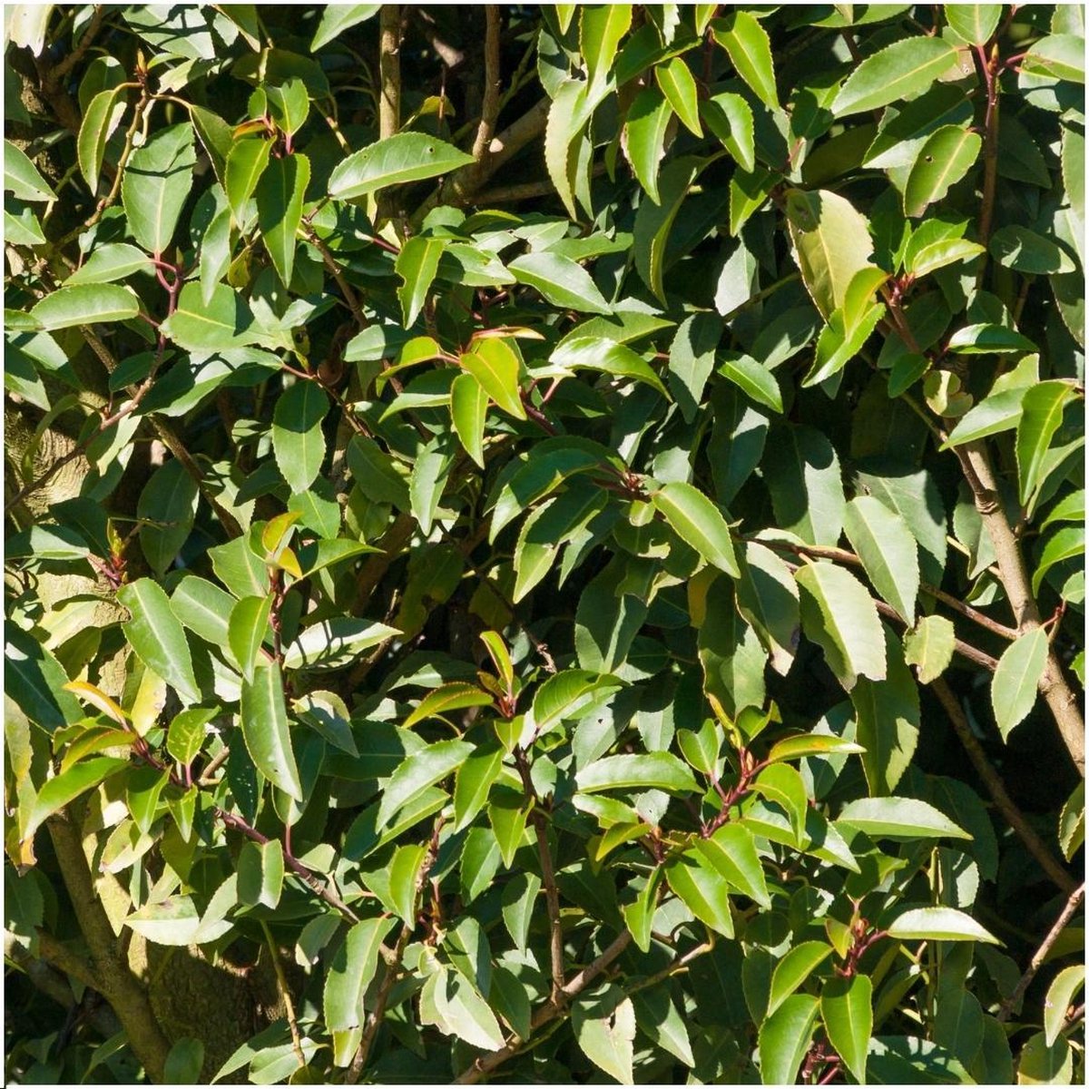 Plants by Frank - 1 meter Portugese Laurierkers haag - Prunus ...