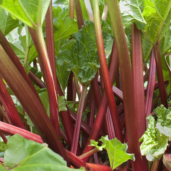 Rabarber - Rheum Red Champagne 3 Planten - Plant - Groente - Moestuin ...