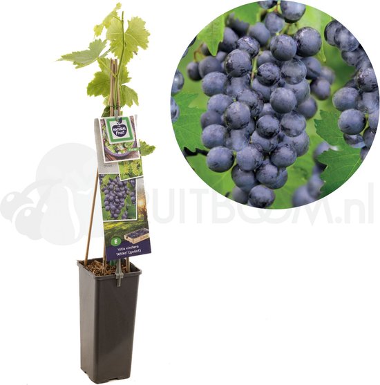 Vitis vinifera Attika | blauw rode geënte pitloze wijndruif | Ø 11 cm | bol