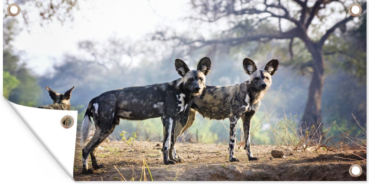 Schuttingposter Twee Afrikaanse wilde honden met hun pup - 200x100 cm ...