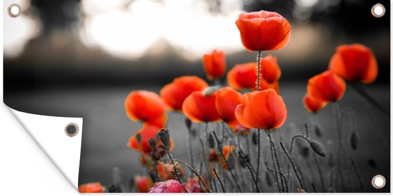Poster de jardin Coquelicots rouges sur fond blanc - 80x40 cm ...