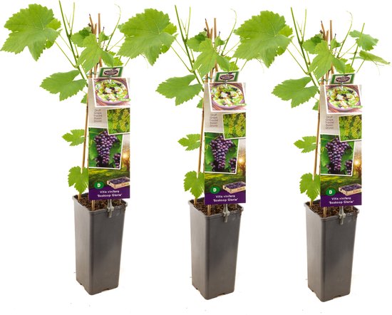 Blauwe druif - Vitis 'Boskoop Glory' - druivenplant - druivenstruik ...