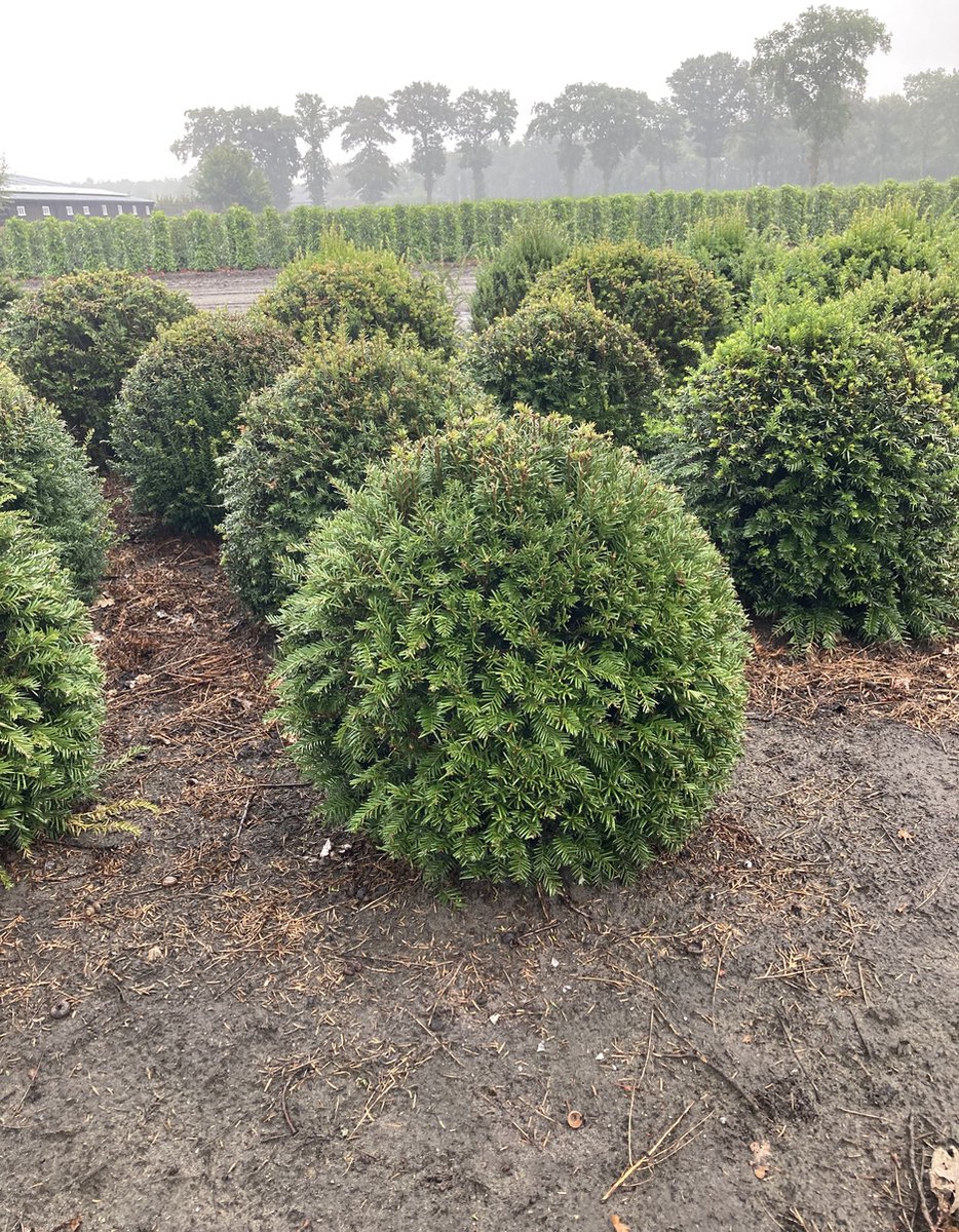 2x Taxus ´baccata´ venijnboom bolvorm 70-80 diameter - wolken - in pot ...