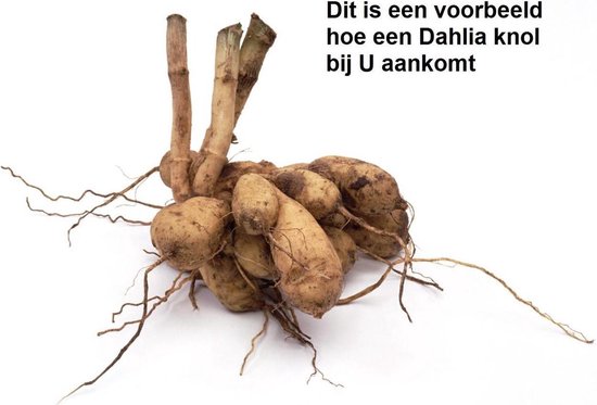Dahlia Bloembollen Kennemerland - 1 Knol - Knollen - Mix Voorjaar | bol