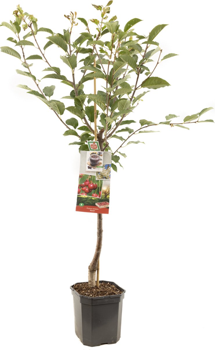 Prunus cerasus Morel | zure kers | laagstam | bol