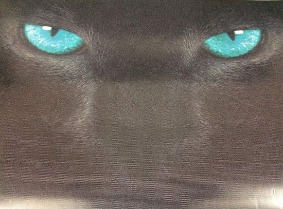 Achterruit sticker - auto - 55 x 135 cm - kat - poes - vinyl - PVC - 3D ...