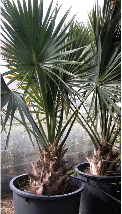 Palmboom zaden (5 stuks) - Sabal Bermadana | bol