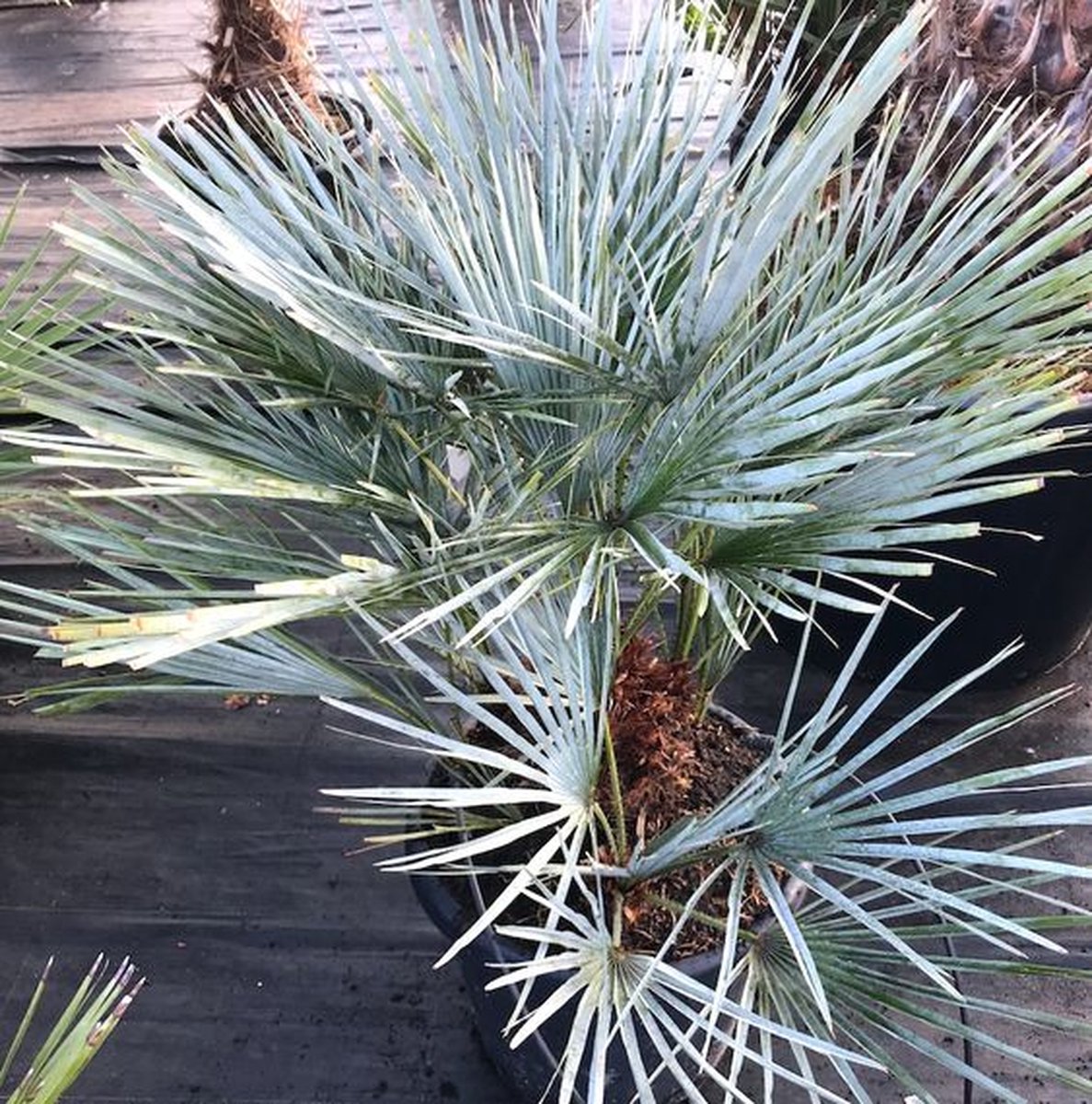 Palmboom zaden (5 stuks) - Chamaerops humilis cerifera - Dwergpalmboom ...