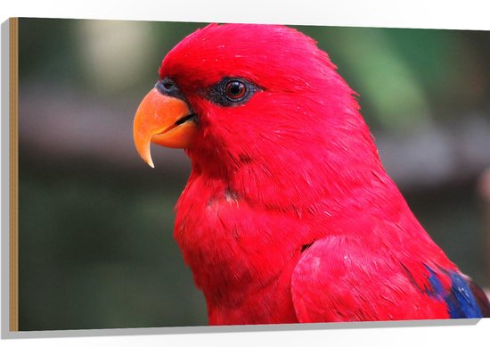 Hout - Rode Lori Vogel met Oranje Snavel - 105x70 cm - 9 mm dik - Foto ...