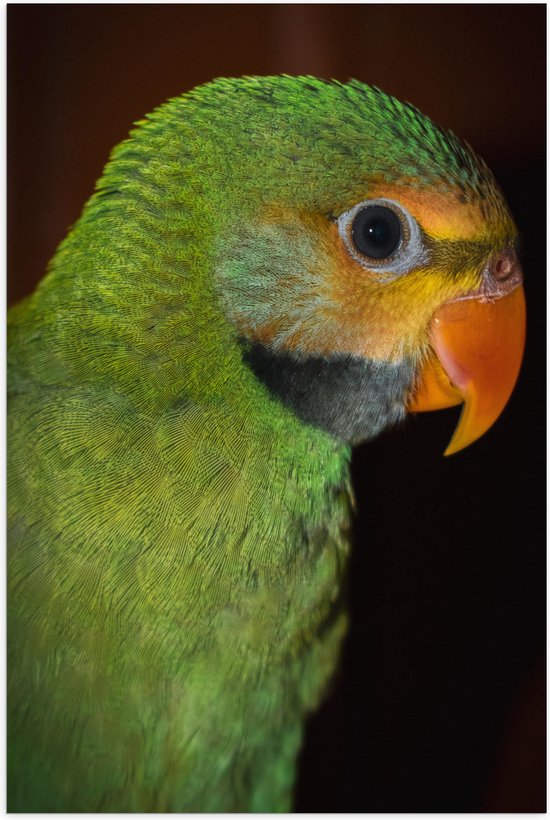 WallClassics - Poster (Mat) - Groene Parkiet met Oranje Snavel - 50x75 ...