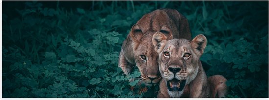 WallClassics - Poster (Mat) - Leeuwenduo in Donkergroene Struik - 90x30 ...