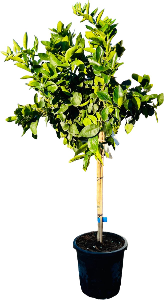 Tropictrees - Limoenboom - Citrus Latifolia - Limoen - Eetbaar ...