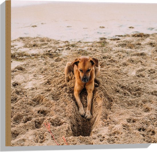 Hout - Gravende Hond op het Strand - 50x50 cm - 9 mm dik - Foto op Hout ...