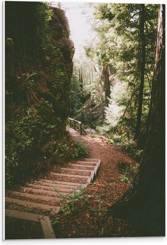 WallClassics - PVC Schuimplaat- Houten Trapje in Dichtbegroeid Bos ...