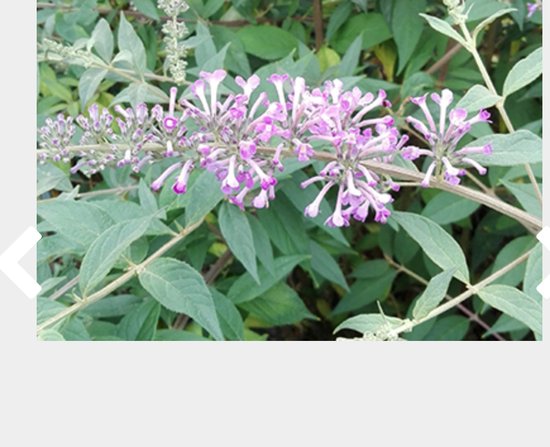 Buddleja 'Argus Velvet' - Vlinderstruik 40 - 60 cm in pot | bol