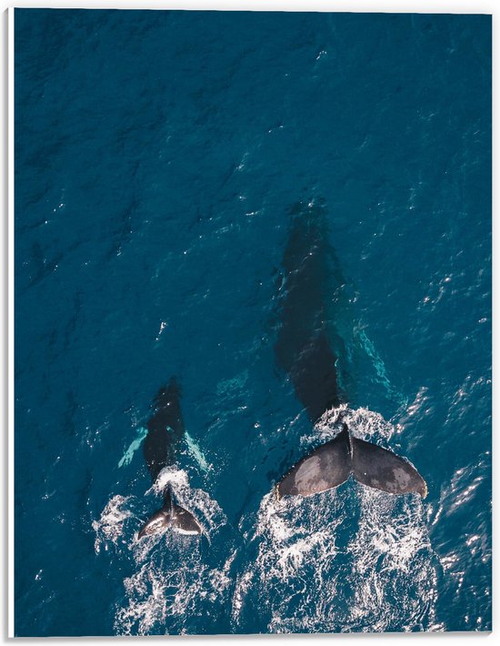 WallClassics - PVC Schuimplaat- Bovenaanzicht van Baby Walvis met ...